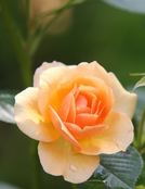 Mary B. Beamon - 2022 - Banks Funeral Service & Cremation