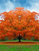 Brenda Lee Jeter - 2023 - Inman Ward Funeral Home of Tabor City, LLC.