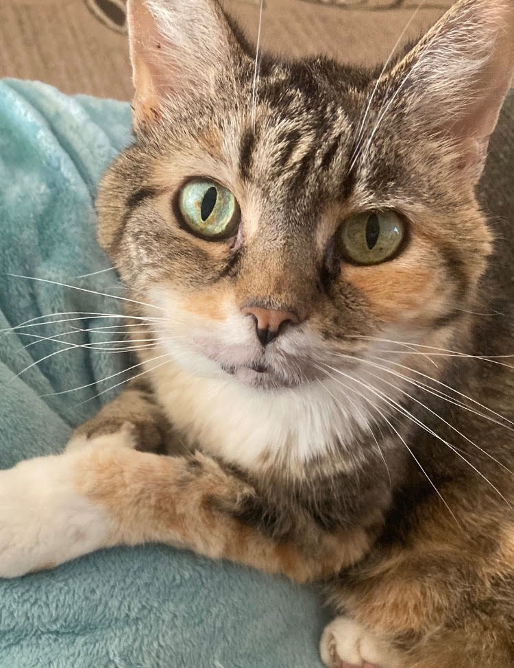 Lexi Louise Prince - 2022 - All Pets Cremation Center