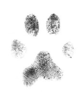 Daisy Foster - 2023 - Jenkins Family Pet Cremations