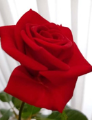 Rachel Calhoun - 2023 - Charles Coelho Funeral Home & Cremation Services