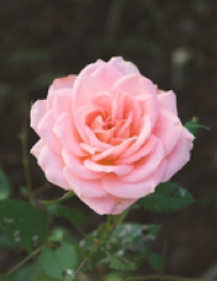 Karen Horrell Obituary - 2023 - C.L. Page Mortuary