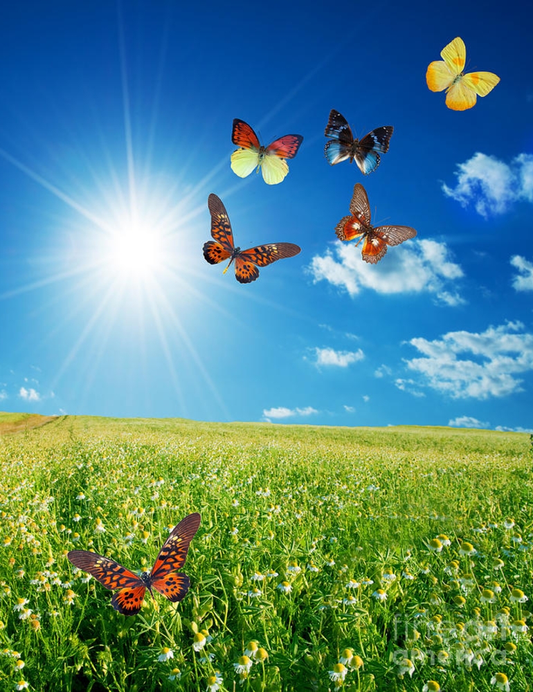 Susan Adele Shelly - 2023 - Minnich Funeral Home