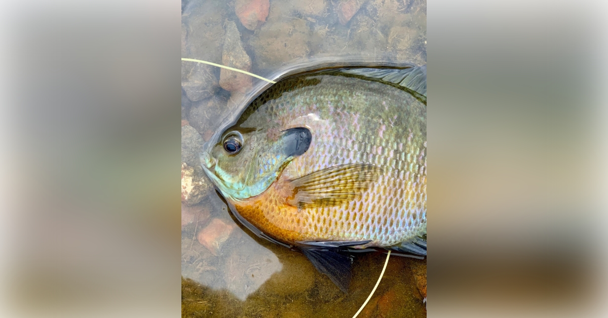 Obituary information for Larry Ray Schmidt