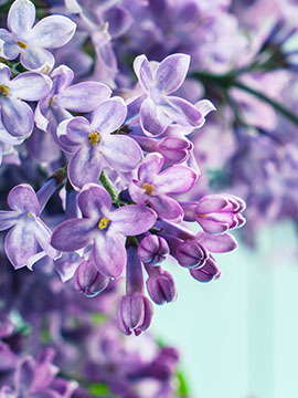 Jill Aileen Hadley Wilson - 2023 - Cremation Services of Polk County