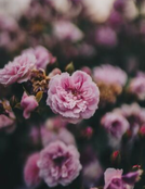 Barbara Anderson - Darlington Cremation and Burial Service