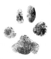 Piper Turner - 2023 - Jenkins Family Pet Cremations