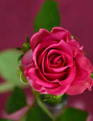 Jan J. Morawski - 2023 - Willow Funeral Home