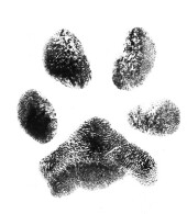 Mya Griffin - 2023 - Jenkins Family Pet Cremations