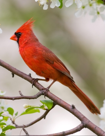 Christopher Carter Obituary - 2023 - Brown Funeral Home and Cremation ...