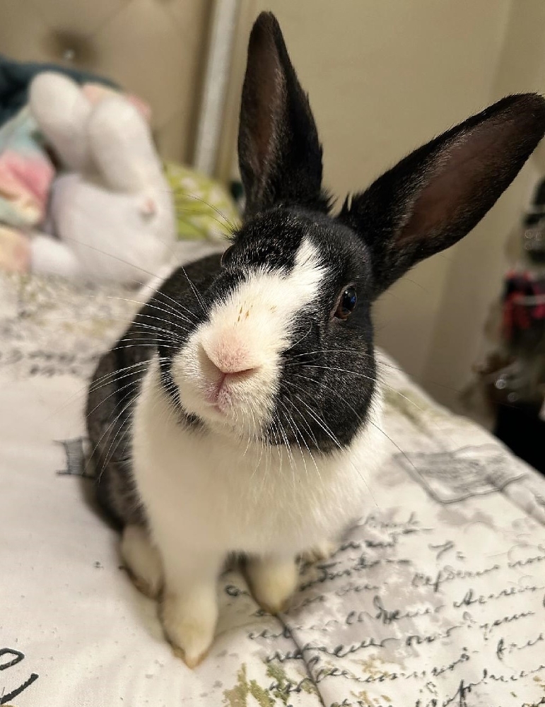 Christian Johnson - 2023 - prvereb@aol.com