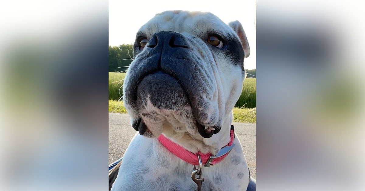 Violet Daniels Obituary