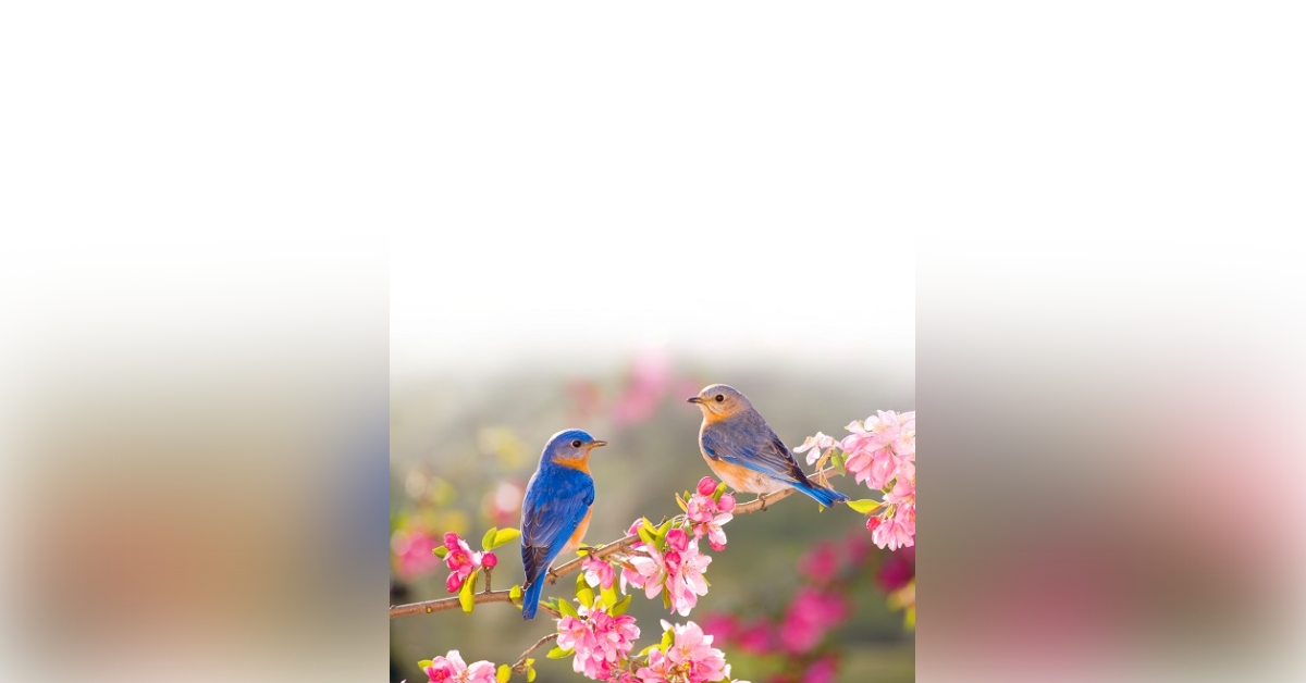 Obituary information for Mary Ann Yoder