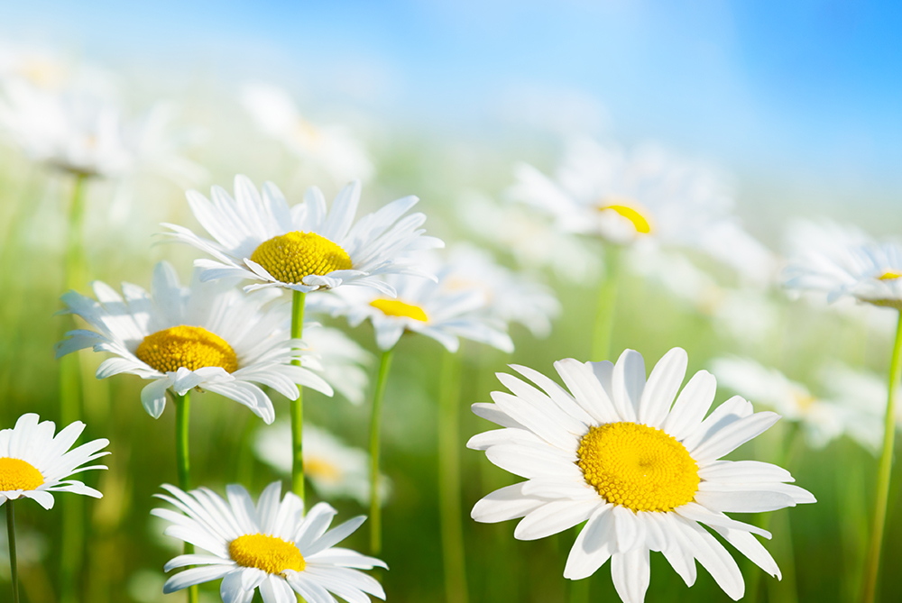 Deborah Lynne Sanderson - 2023 - Cremation Society of Indiana