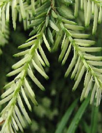 Gordon Funeral Service and Crematory Inc. | Monroe, NC