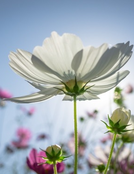 Eva Burgos - 2023 - Brooks Funeral Home and Crematory