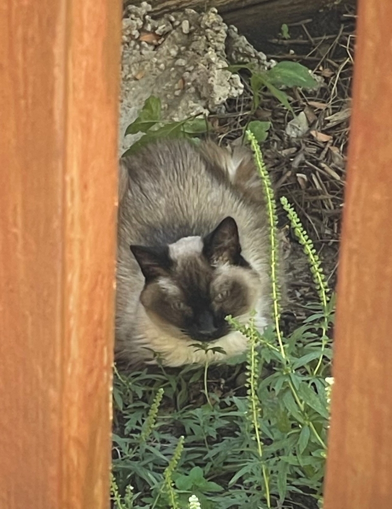 Kitty Briggs - 2023 - Fairmount Family Pet Loss Care