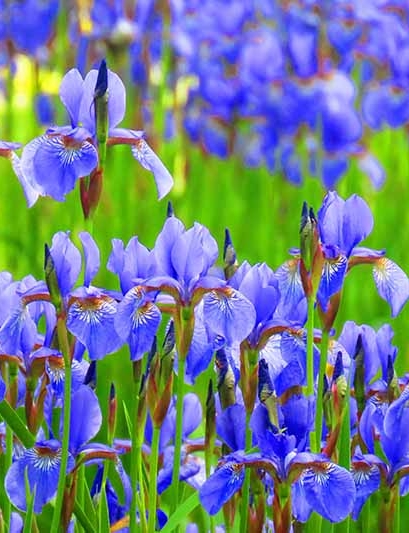 Lisa Melara - 2023 - Blileys