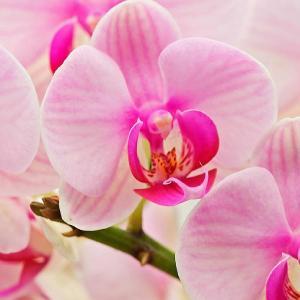 Janice K. Norris - 2015 - Darrell Howe Mortuary