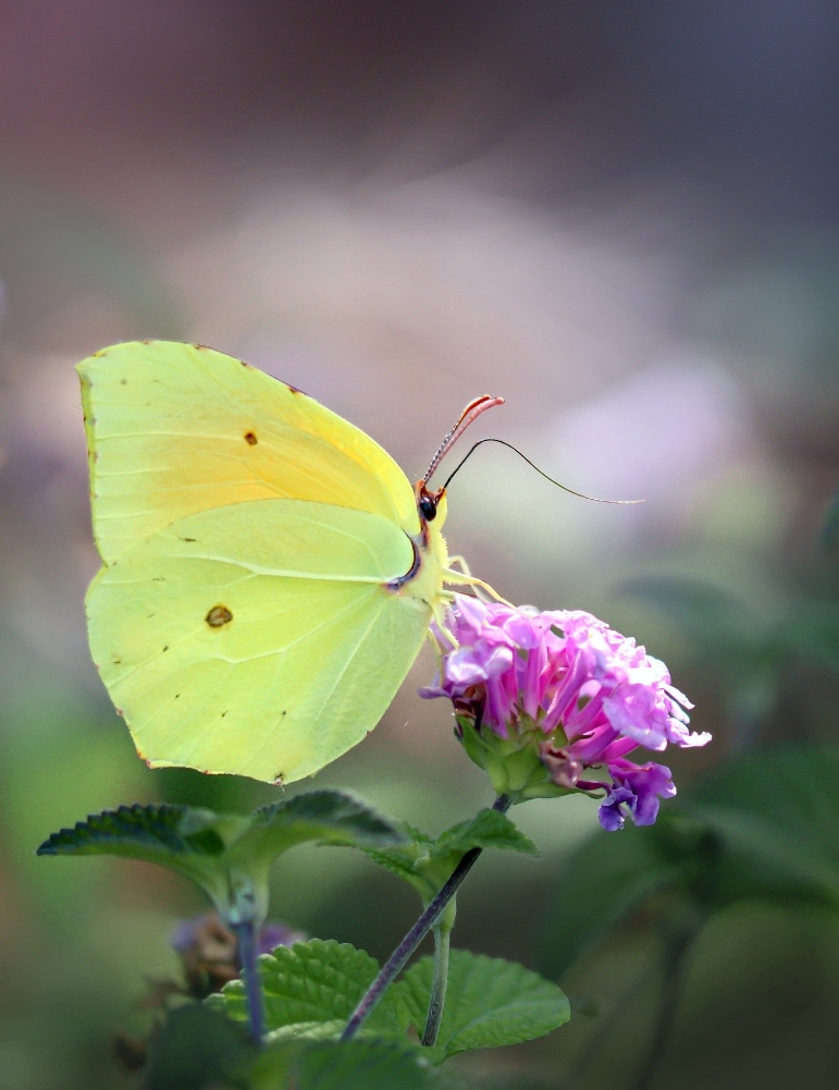 Sandra D. Rice - 2023 - Wilks Funeral Home