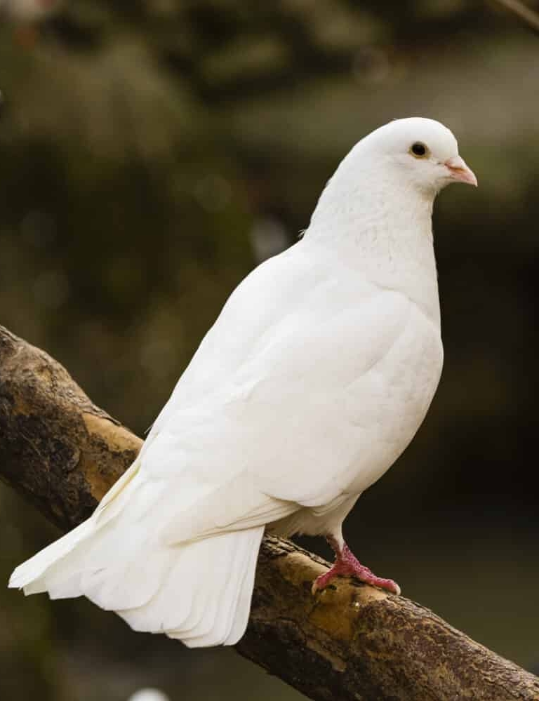 Gordon Ellis LaPratt - 2023 - Ransford Collon Funeral & Cremation ...