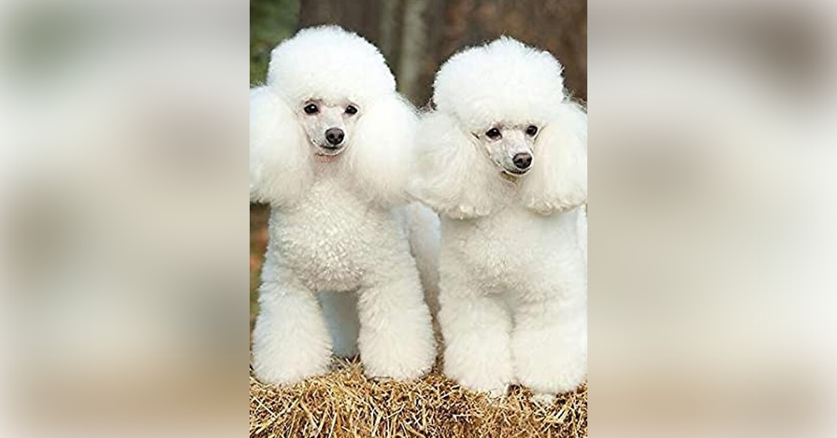 Obituary information for Patricia Ricketts