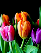 Ms. Ruby M. Gaskin - Watkins Heritage Chapel