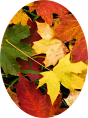 Carol Ann Brown Obituary - 2006 - Getz Funeral Home