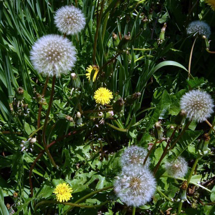 Pamela Marie Simpson-Lacy - 2022 - Preferred Cremation And Burial