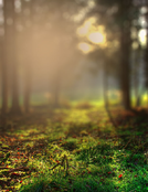 Robert Herbert Donaldson - 2023 - Sunset Memorial Park