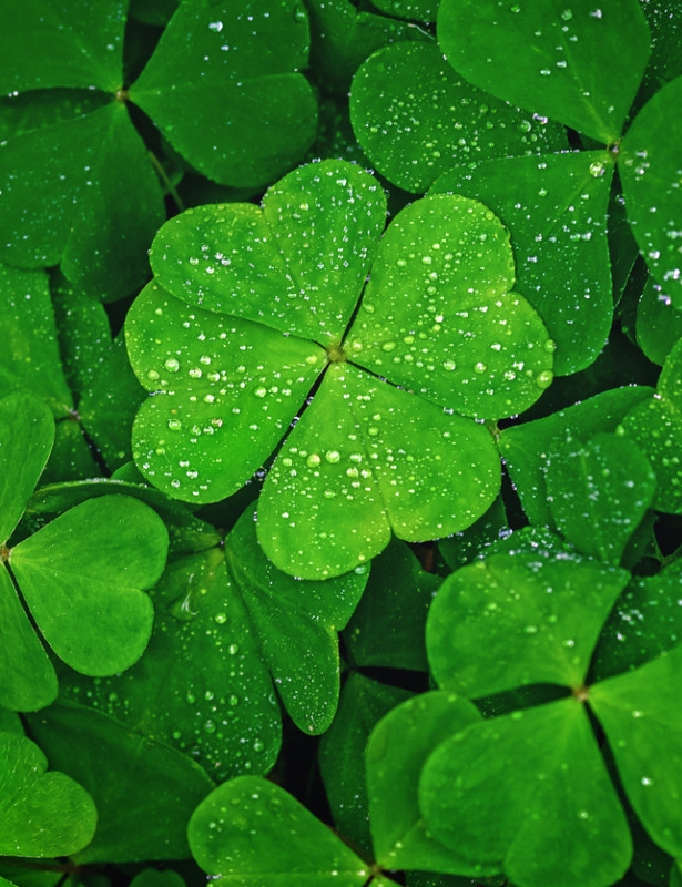 Barbara Eileen Krafka - 2023 - Moss Family Funeral Homes