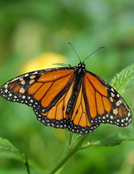 Ms. Stephanie E. Johnson - 2023 - Hanley-Shelton Funeral Directors