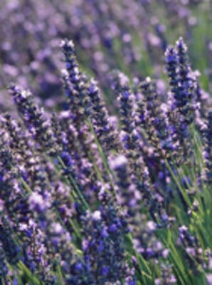 Frank T. Balazs III Obituary - 2017 - Caring Cremation Services