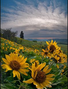 Alma Jean McCann - 2023 - Burns Mortuary of Pendleton