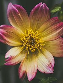 Mrs. Lesa Wright Graham - 2023 - Benson Funeral Home