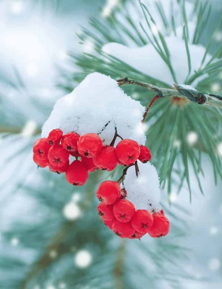 Janice Tarrant - 2024 - OGuinn Family Funeral Home