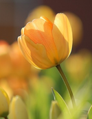 Elizabeth Anne Farmer - 2024 - Rhone Funeral Home