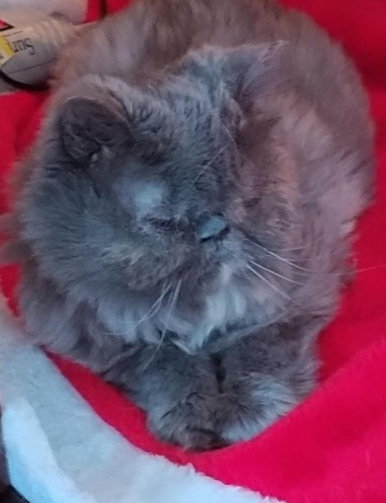 Miss Candy Williams - 2024 - prvereb@aol.com