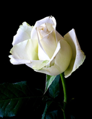 Matilda A. "Tilly" Moore - 2024 - Gorman Funeral Homes