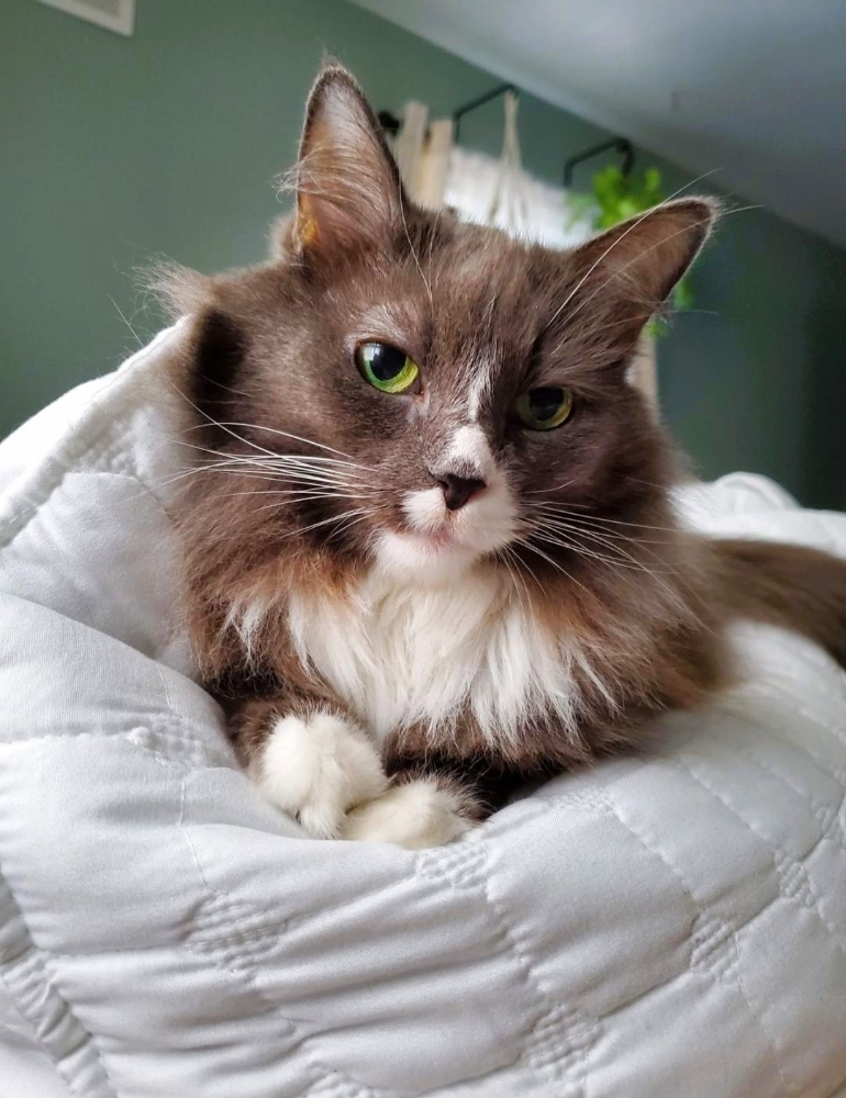 Lady Grey Smith - 2024 - prvereb@aol.com