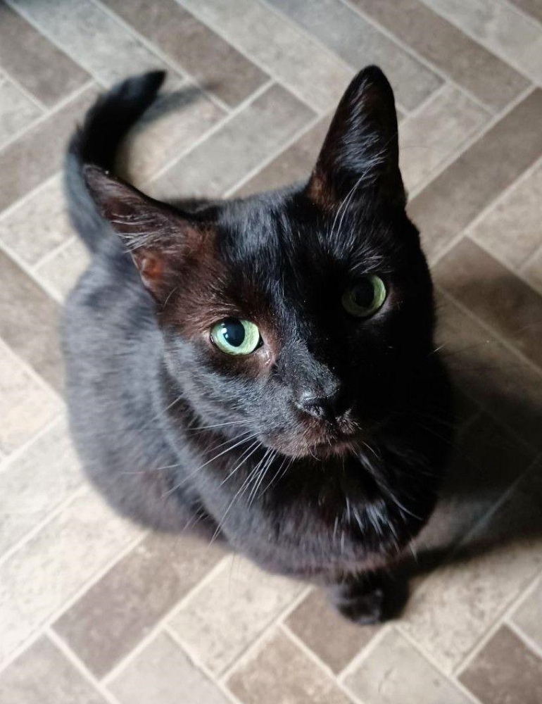 Thackery Binks Binky My Boy Jamison - prvereb@aol.com