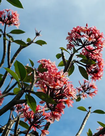 Latrobe, PA Obituaries | Lopatich-Brinker Funeral Home