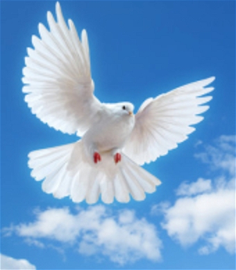 Scott Dean Paules Obituary - 2024 - Aloia Funeral Home, Inc.