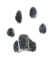 Rasputin Jonas - 2024 - Jenkins Family Pet Cremations