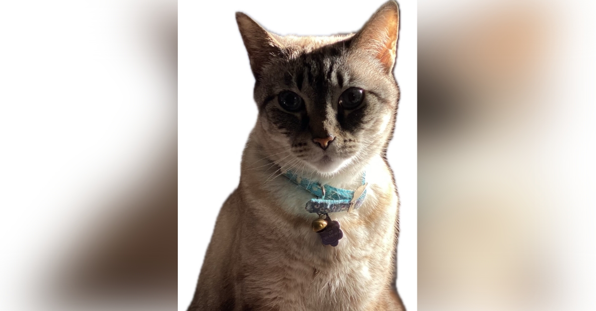 Obituary information for Nala Castillo