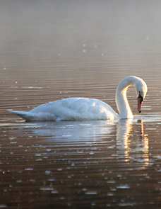 Thomas Robert Rutherford - 2024 - Noe Brooks Funeral Home and Crematory