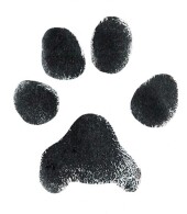 Roly Miller - 2024 - Jenkins Family Pet Cremations