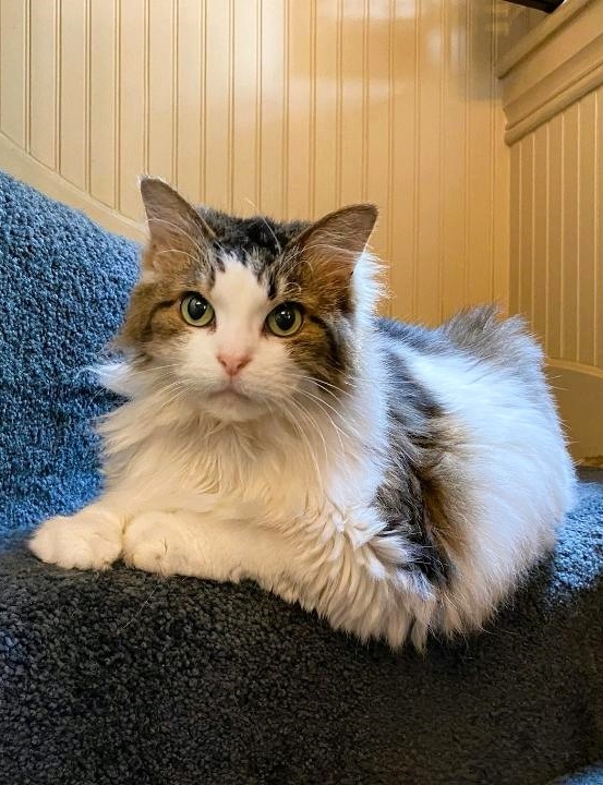 LuLu Brown - 2024 - prvereb@aol.com