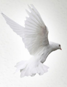 William Melton Taylor - 2024 - Amy Stittsworth Funeral Service and ...