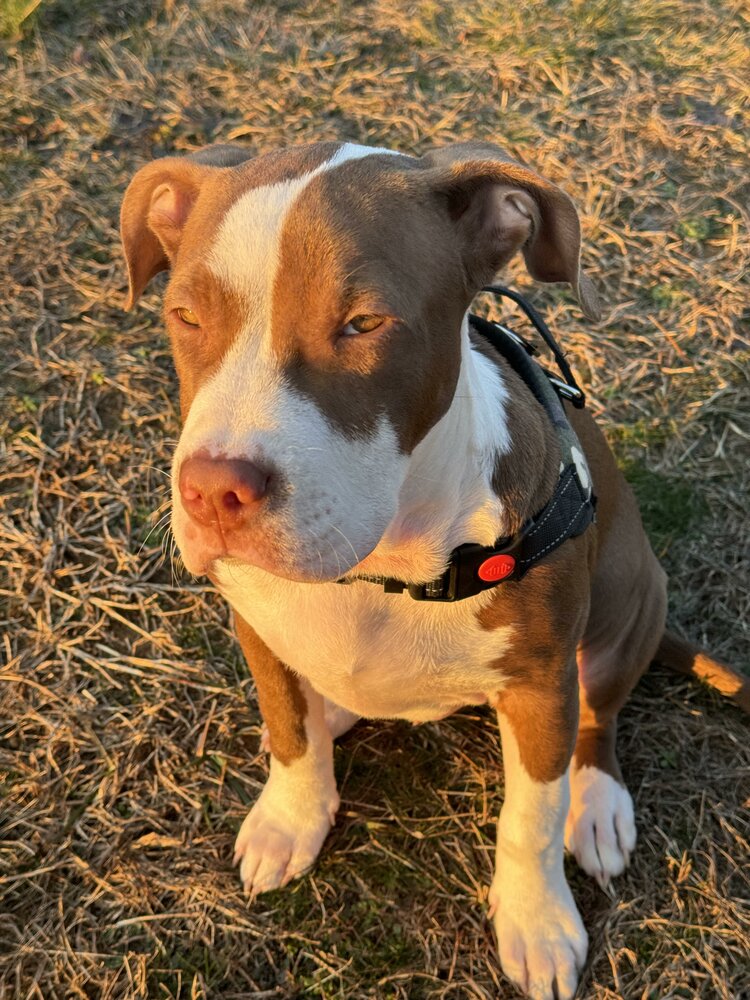 Zen Williamson - 2024 - Paw Prints Forever